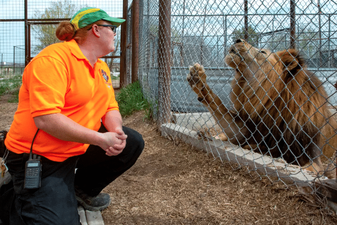 Lions, bears and a camel: Colorado sanctuary leads effort to save ...